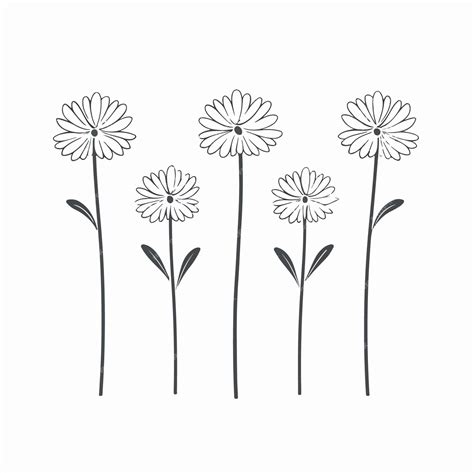 Premium Vector Simple And Elegant Chamomile Illustrations In Vector