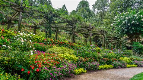 Picture Usa Gibbs Gardens Nature Begonia Design 2560x1440