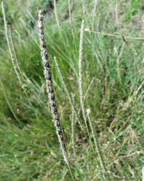 Anthephora Pubescens Tropical Forages