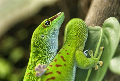 Type Of Geckos DiffÉrents Types De Geckos Ducy