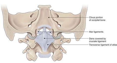 Craniovertebral Ligaments Wikism Sports Medicine Wiki