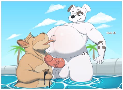 Rule 34 Animal Genitalia Animal Penis Balls Belly Big Belly Canid