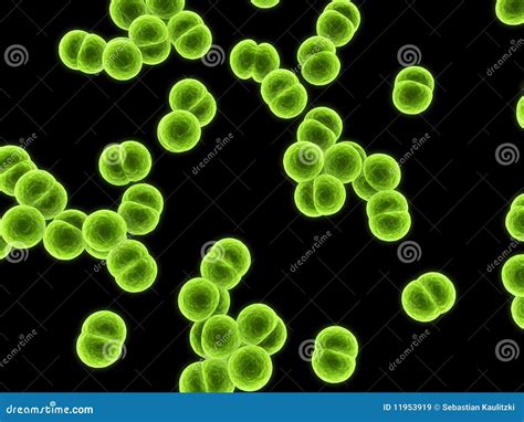 Meningococcus Stock Illustration Illustration Of Microbiology 11953919