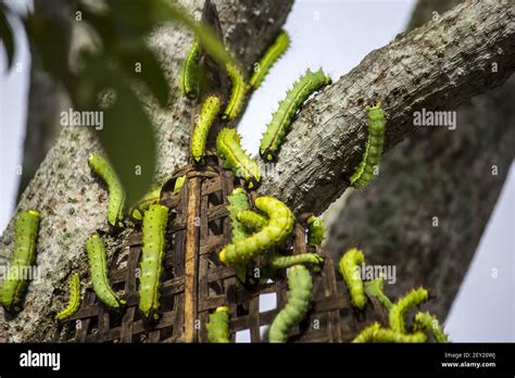 Muga Silkworms Released On A Som Tree Machilus Bombycina In The