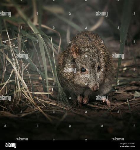 The Long Nosed Potoroo Is A Small Hopping Mammal Native To Forests And
