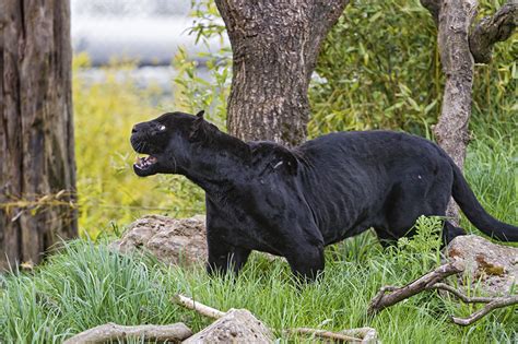 Leão Preto Fotos Melanismo E Características Mundo Ecologia