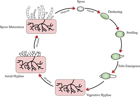 Diversity Physiology And Classification Of Streptomycetes Springer