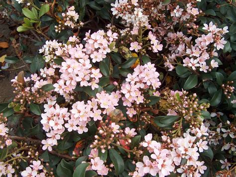 Pruning Indian Hawthorn At Steven Martines Blog