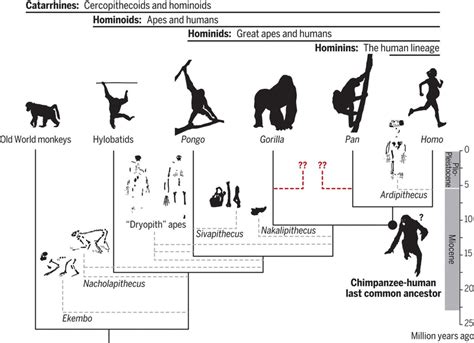 Evolution Of Man Names Of Stages