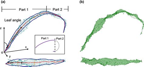 An Example Of Zea Mays Leaf Architectural Trait Extraction Leaf Length Download Scientific