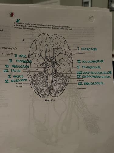 Cranial Nerves Flashcards Quizlet