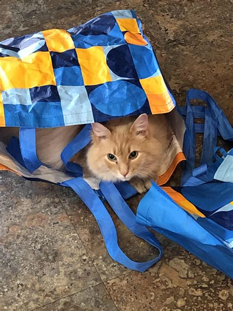 An Angry Kitty Caught In A Bag He Likes To Go Into Grocery Bags And