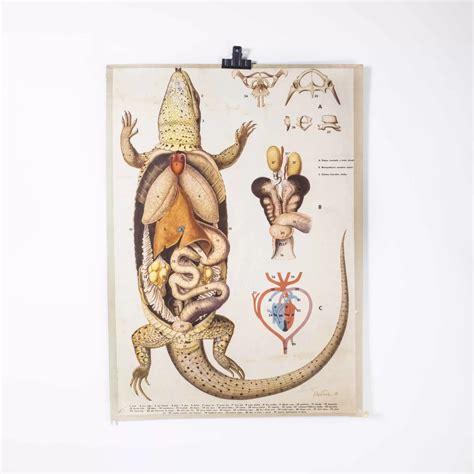 1950s Lizard Anatomy Educational Poster