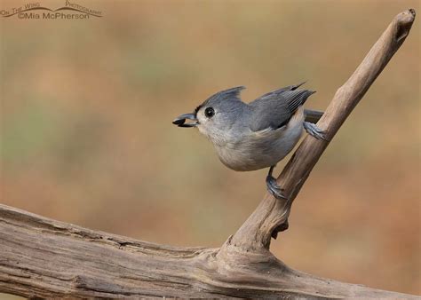 Fall Colors And A Tufted Titmouse Mia Mcphersons On The Wing Photography