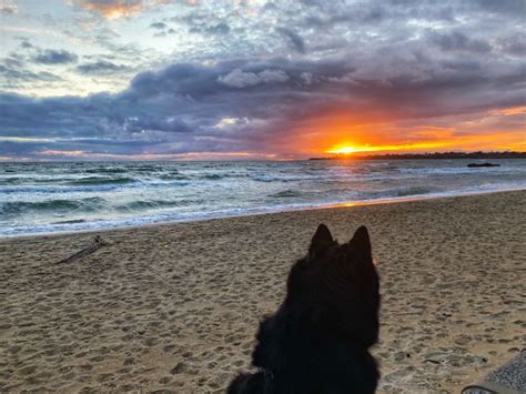 Jess Shepherd On Linkedin Jess Pawfessional Translation Assistant