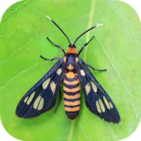 Download Moth Android On Pc