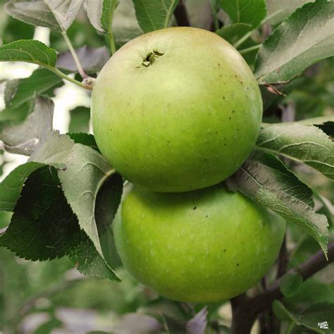 Granny Smith Apple Tree Images Buy Granny Smith Apple Trees Bare