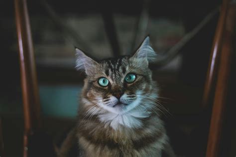 Can Cats Get Vitiligo