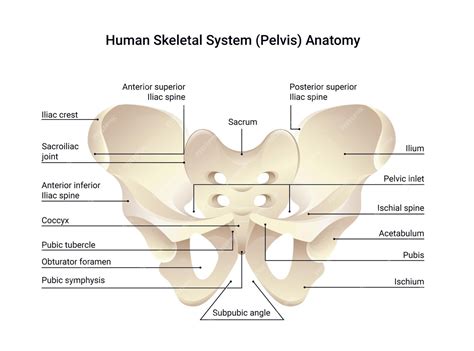 Premium Vector Human Skeletal System Pelvis Anatomy Medical Vector Diagram Illustration