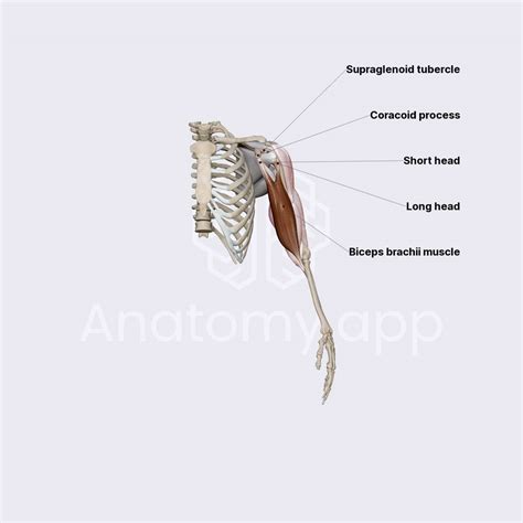 Brachialis Muscle And Biceps Brachii