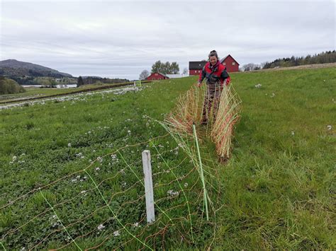 Nibio Fureneset Hellevik