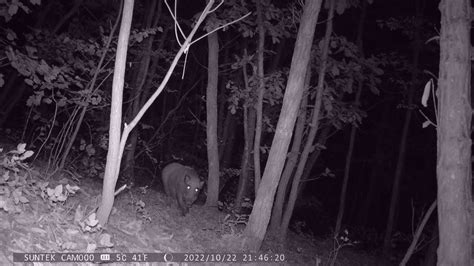 Boundingbox Species5 200 Object Detection Dataset By Yolo V8 Tutorial