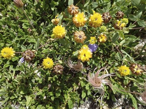 Petit Trèfle Jaune Trifolium Dubium Fiche Botanique Conservation