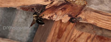 Carpenter Bee Identification And Signs