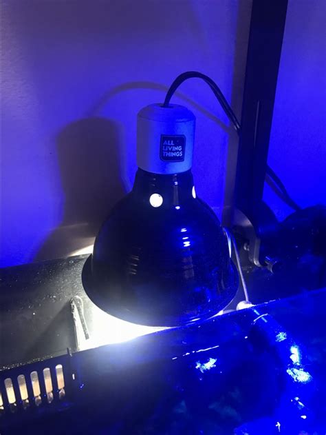 Having Cheato With No Light Negatives Reef2reef