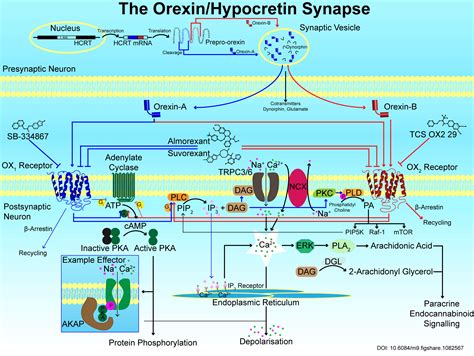 Pdf Orexin Hypocretin Synapse From Figshare