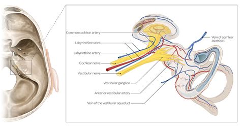 Vestibular Nerve Anatomy