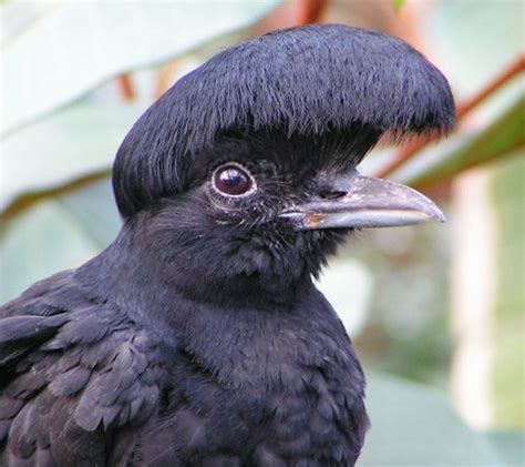 Umbrellabird