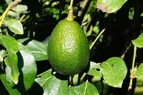 Clonal Rootstock Gwen Avocado Tree Grafted Etsy
