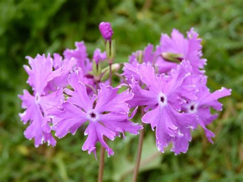Primula Sieboldii Sumida No Hinabi