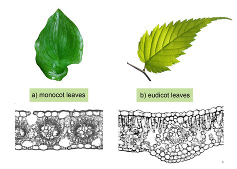Eudicot Vs Monocot Difference Between Monocot And Eudicot Remoeq
