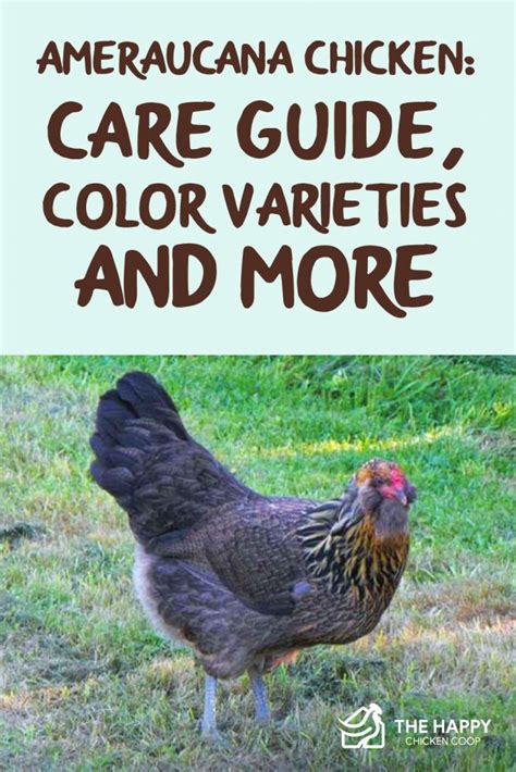 Americana Chickens