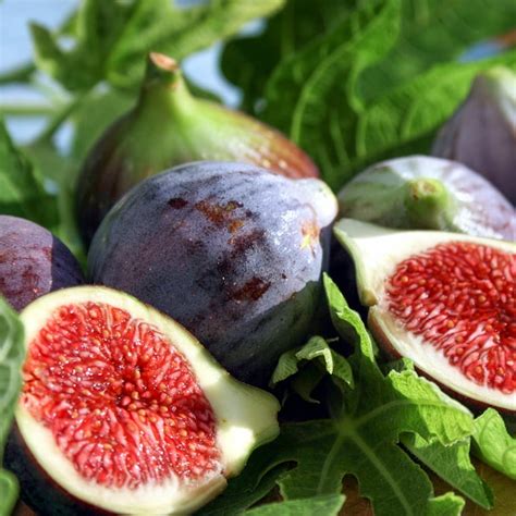 Black Mission Fig Tree