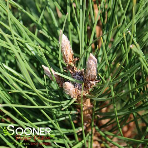 Austrian Pine Sooner Plant Farm