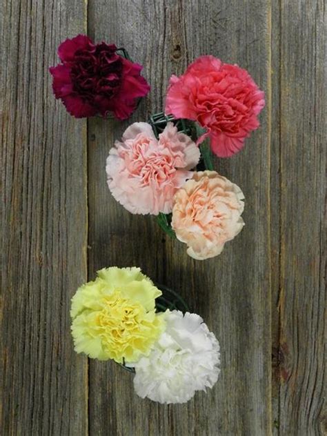 Wholesale Assorted Carnations Delivered Online Flowerfarm