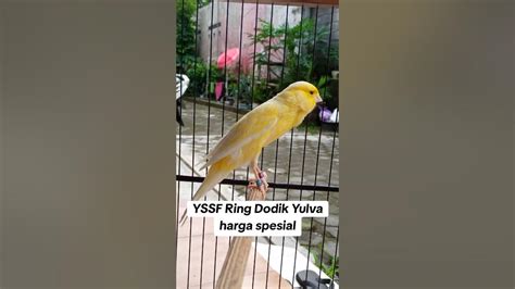 Yssf Ring Dodik Yulva Riwik Pasca Mabung Kenarijogja Youtube