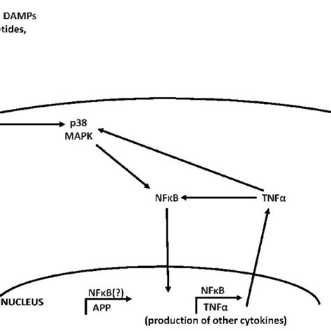 Inflammation Induced By Mitochondrial Derived Damp Molecules