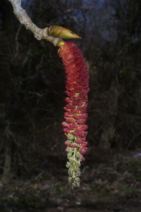 Eastern Cottonwood Sbvpa