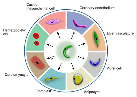Schematic Showing The Endocardial Cell Plasticity Endocardial Cell In Download Scientific
