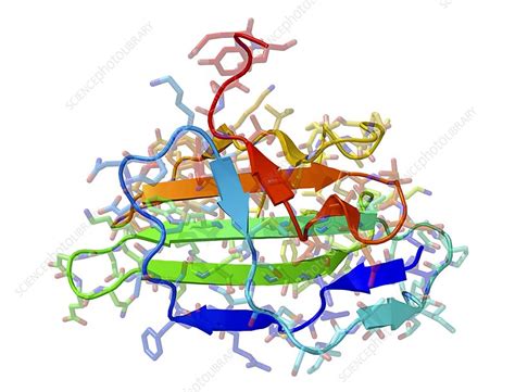 Tgf Beta Molecular Model Stock Image A6170244 Science Photo Library