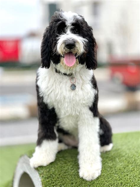 Dee O Gee Updated February 2026 68 Photos And 46 Reviews 6001 Hughes Crossing Franklin