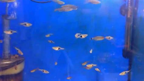 İthal Rasbora Ve Gracilis Glowlight Tetra Stoklarımızda Hd Youtube