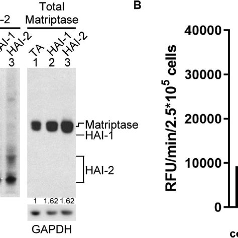 Schematic Summery Of The Functional Relationship Between Matriptase And Its Download