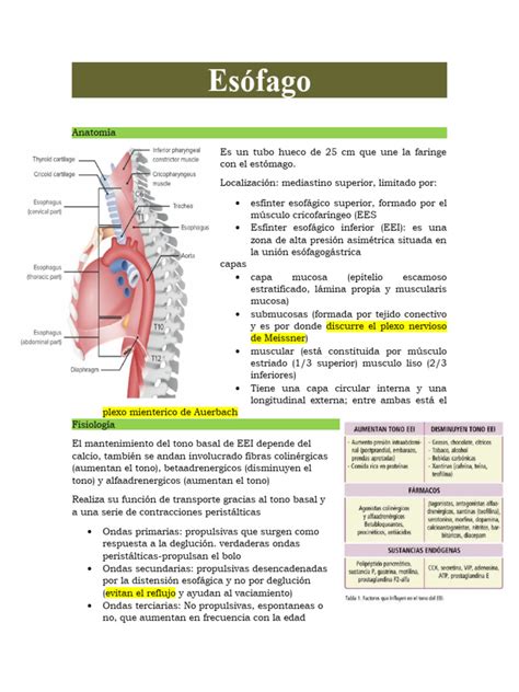 Esófago Pdf