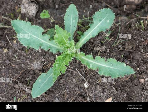 Prickly Sow Thistle Spiny Sowthistle Rough Milk Thistle Sonchus