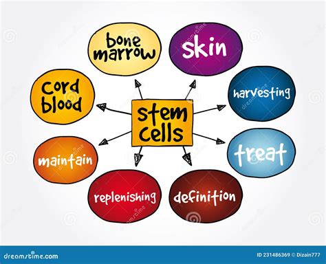 Stem Cells Mind Map Medical Concept For Presentations And Reports